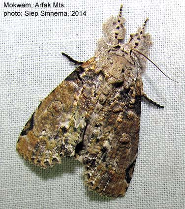 Papua Insects Foundation (Lepidoptera/Nolidae/Eligminae/Gadirtha impingens)